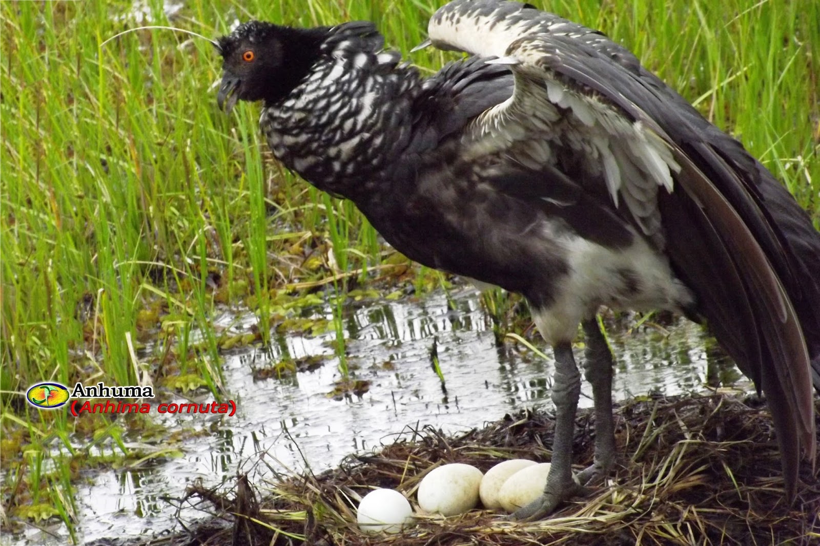 Zoologia: Anhuma (Anhima cornuta)